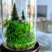 Pine Tree Terrarium With Preserved Moss - No Care Required - Etsy