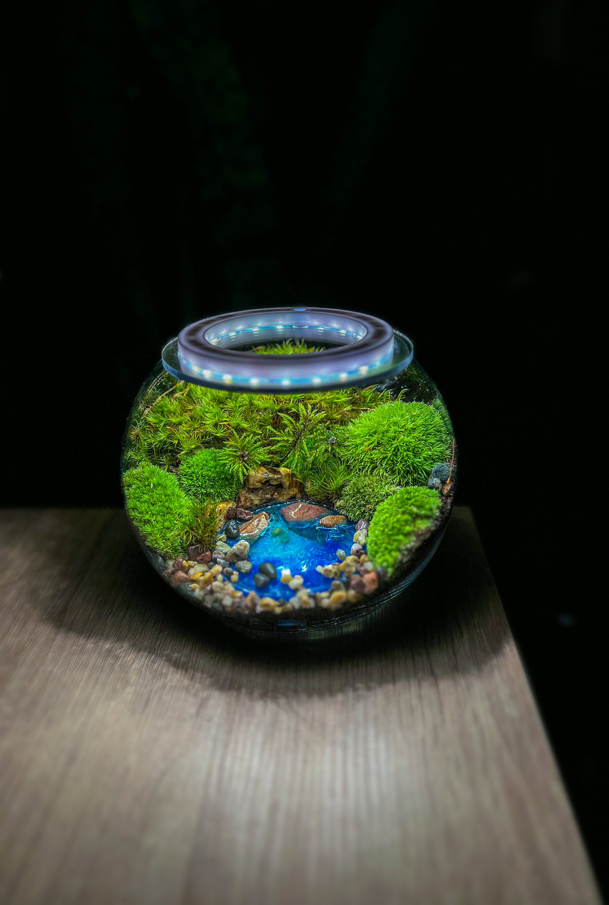 DIY Craft Kit Ocean Oasis Terrarium