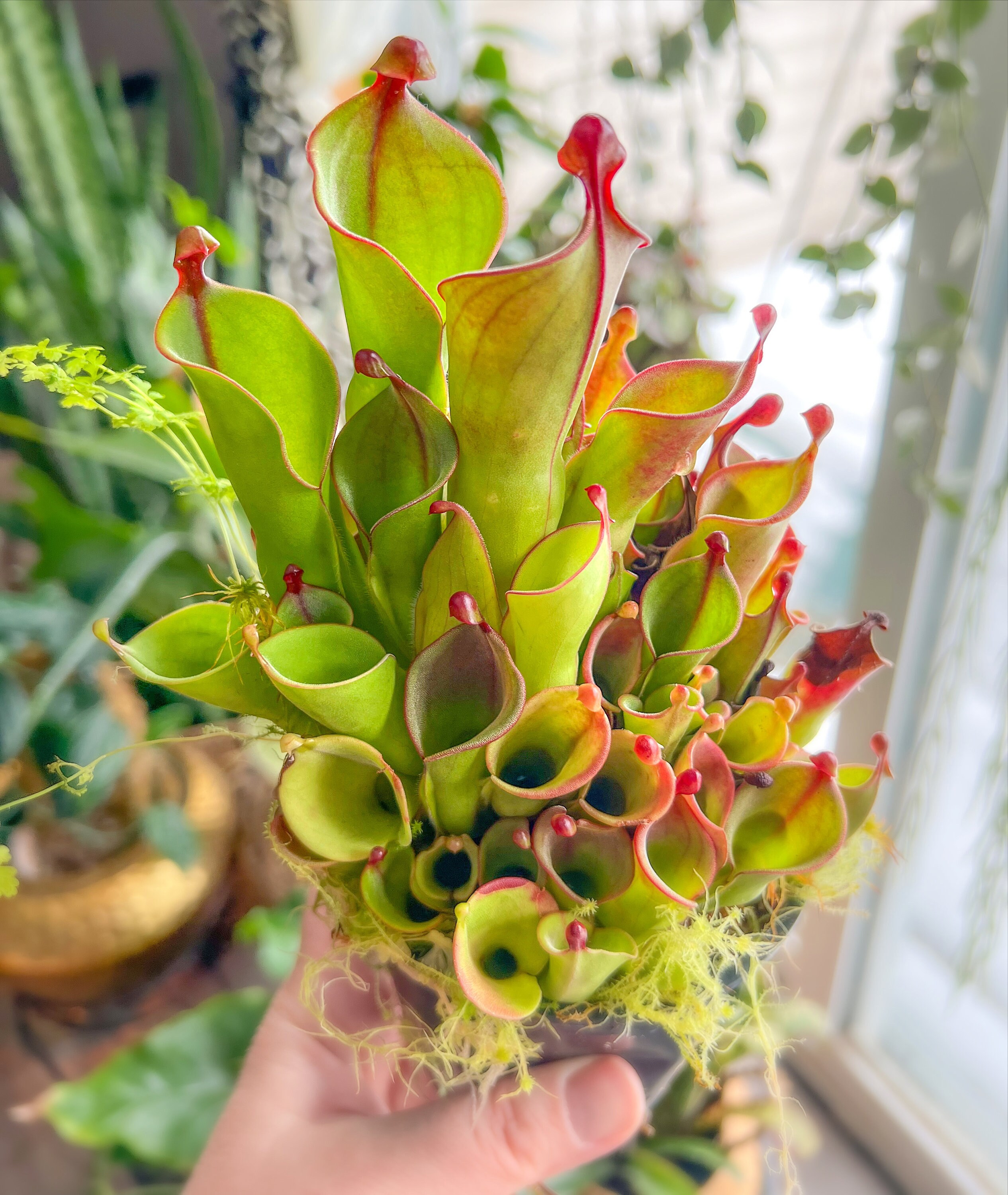 Heliamphora Carnivorous Pitcher Plant heterodoxa x minor