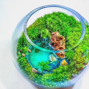 Island Oasis Terrarium With Live Plants - Etsy