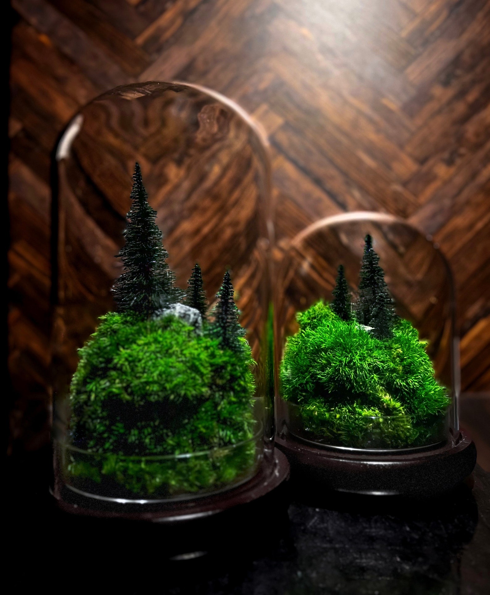 Pine Tree Terrarium With Preserved Moss - No Care Required - Etsy
