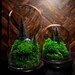 Pine Tree Terrarium With Preserved Moss - No Care Required - Etsy