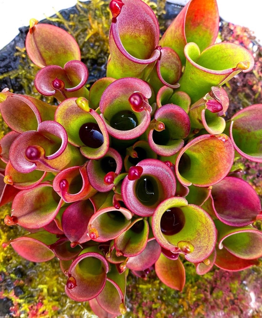 Heliamphora Carnivorous Pitcher Plant heterodoxa x minor