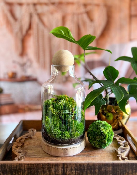 Wood Plants For Terrariums