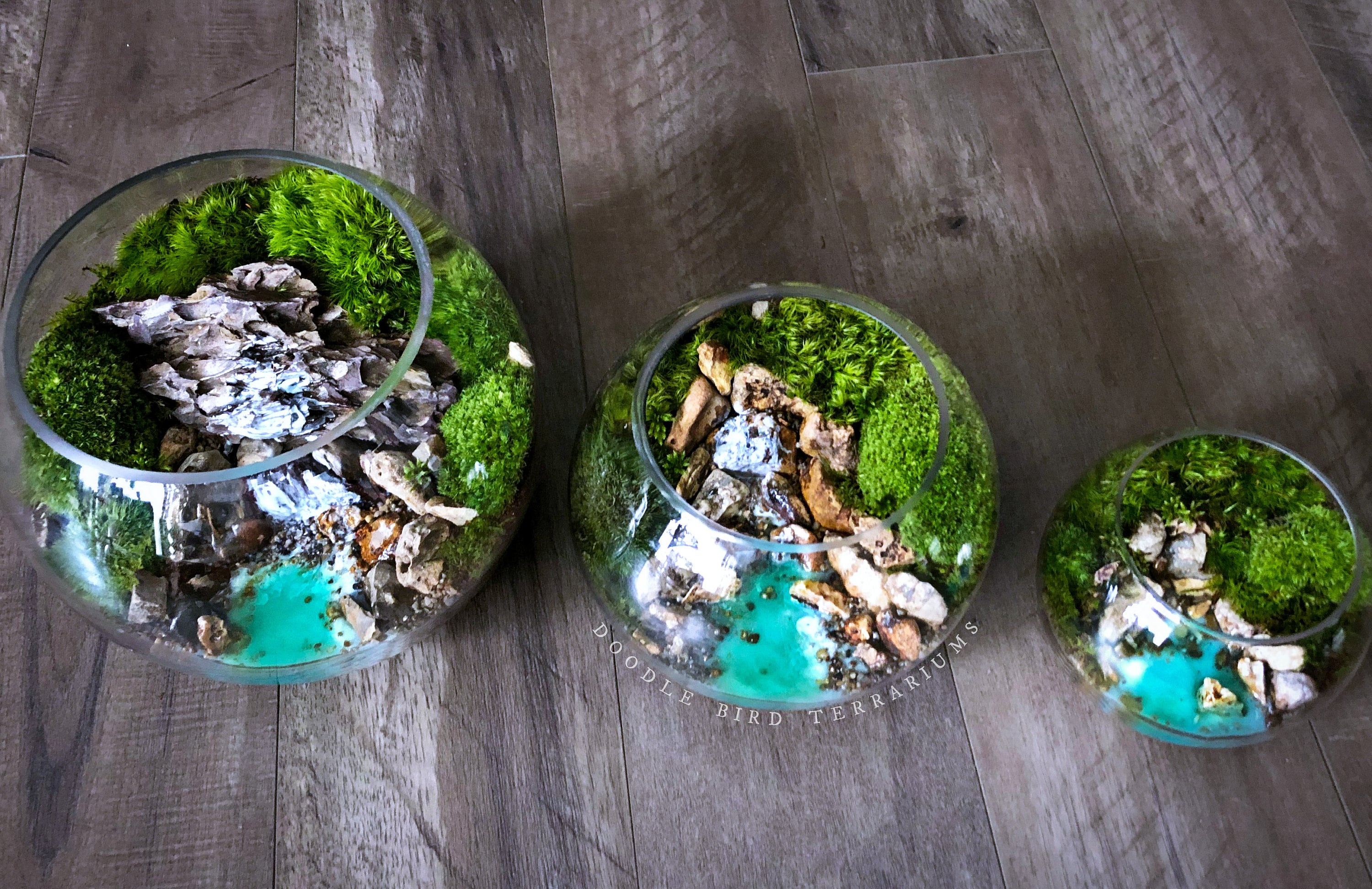 Ocean Cove Terrarium with Live Plants