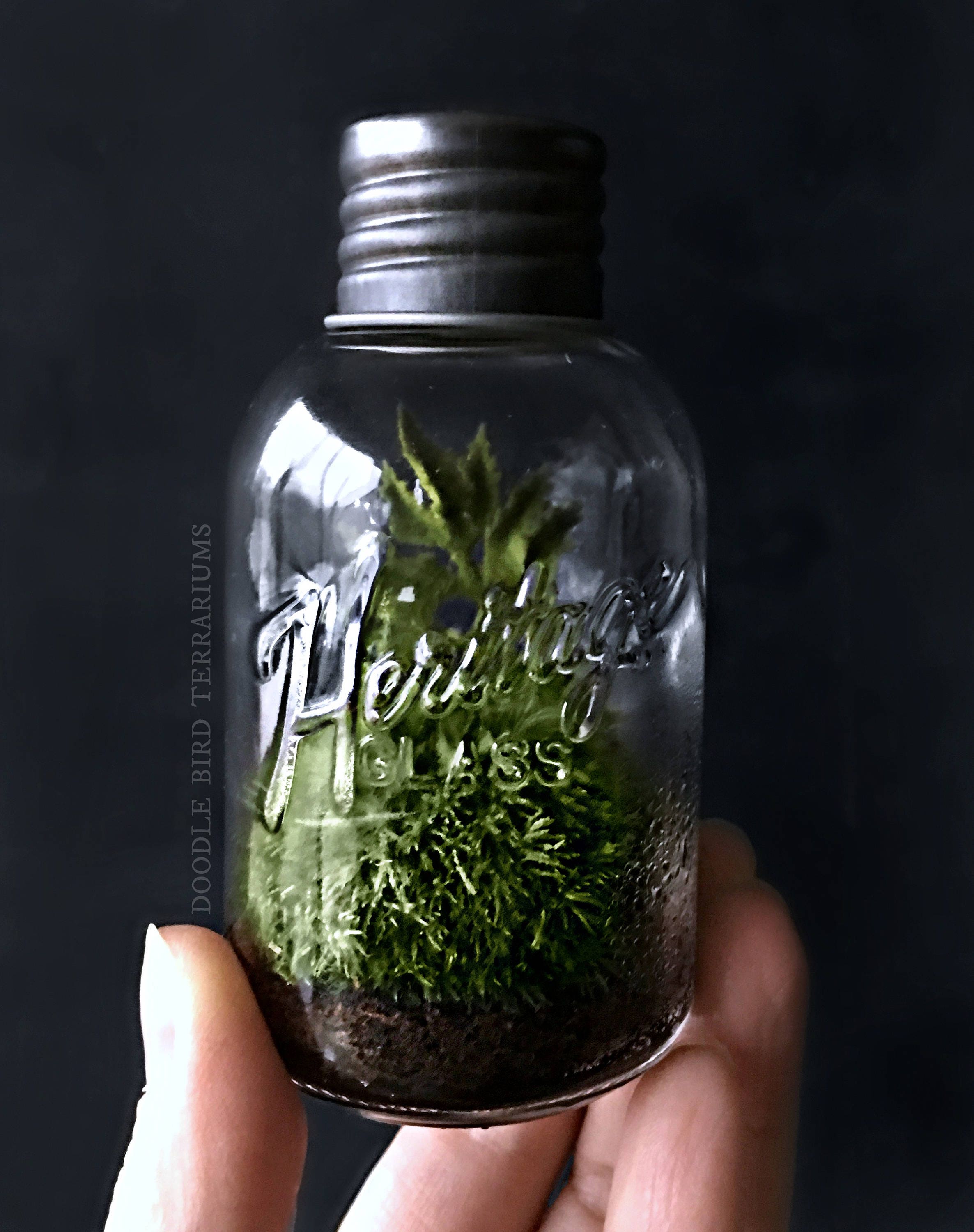 Mini Mason Jar Terrarium with Live Moss