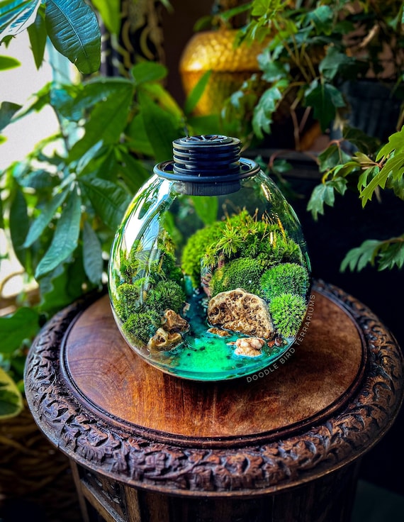 Terrario Con Fuente De Agua