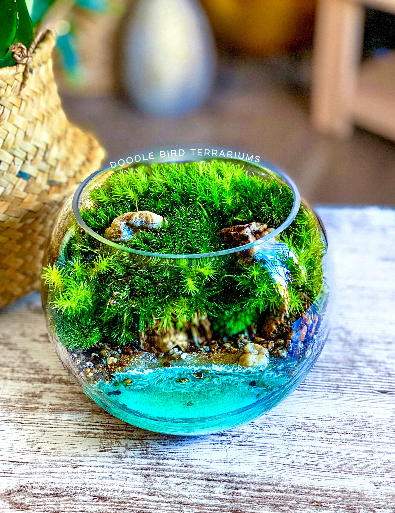 Mini Tropical Beach Terrarium With Live Plants | Etsy