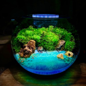 Coastal Terrarium With Sandy Beach in a Large Glass Vessel - Etsy