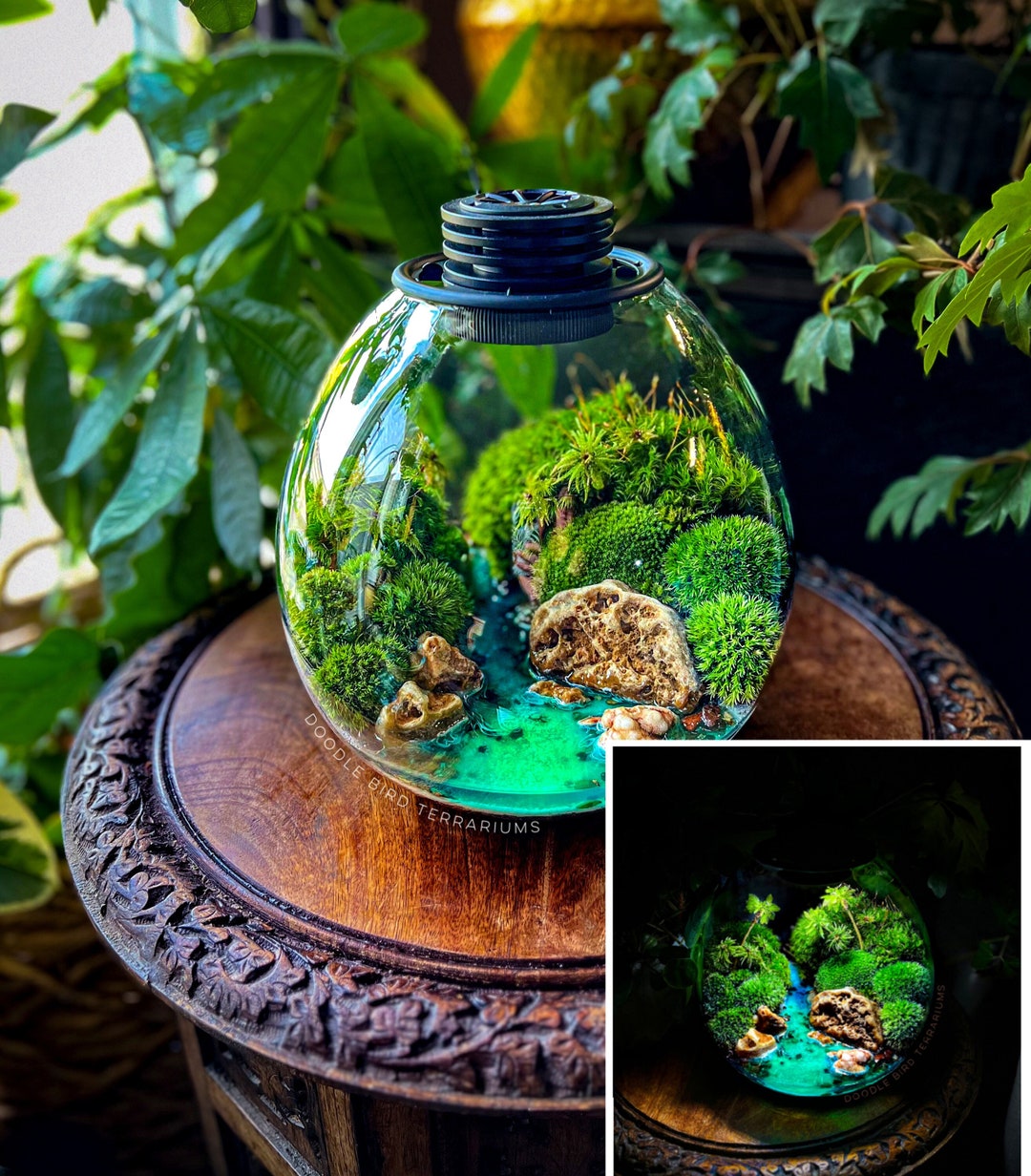 Gift-ready Ecosphere Table Lamp: Artisan Terrarium With Lush Moss ...