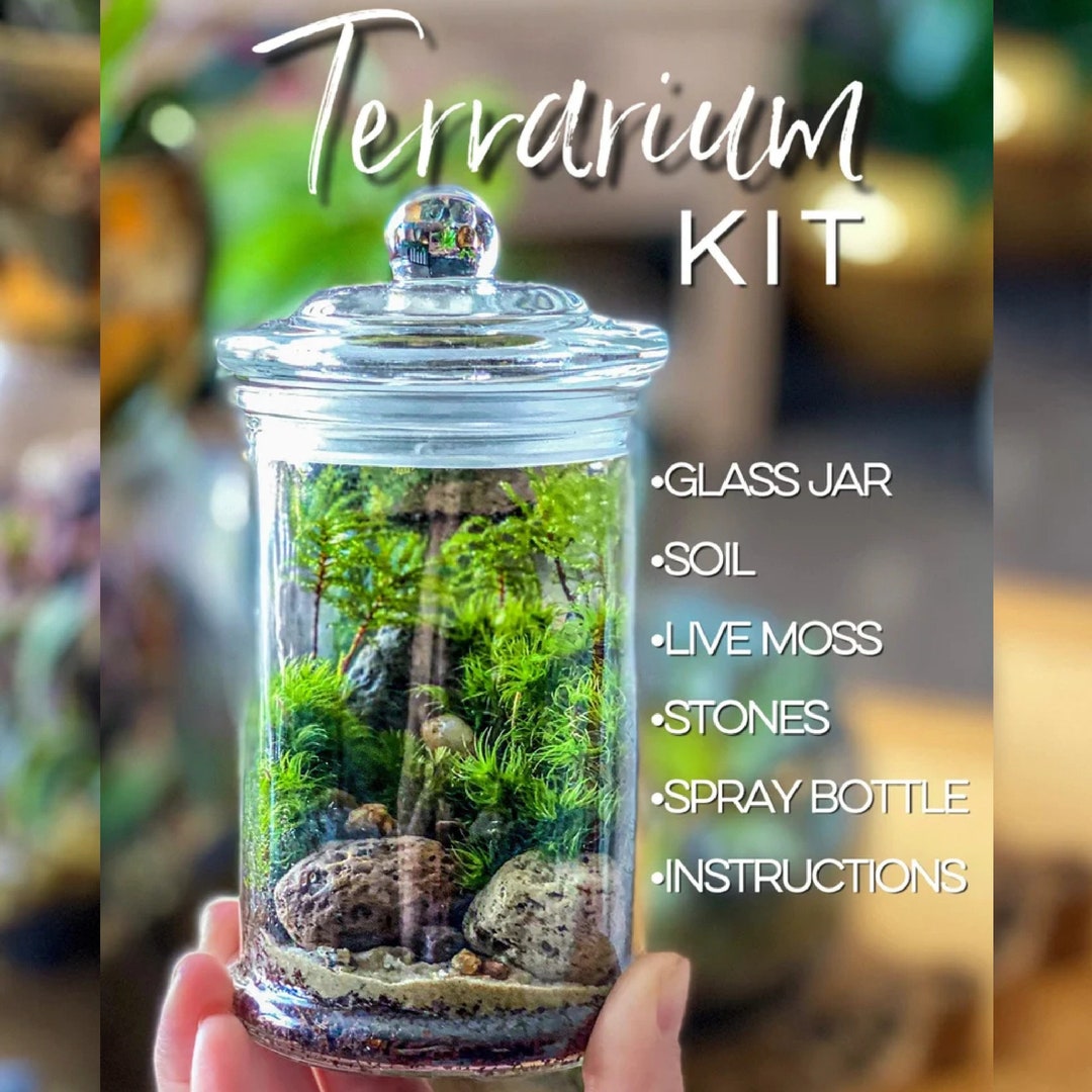 DIY Miniature Forest Terrarium Kit - Complete With Live Moss, Glass Jar ...