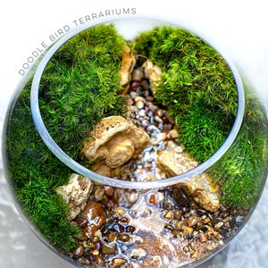 Rock Creek Terrarium With Earthy Brown Stones and Pond - Low ...
