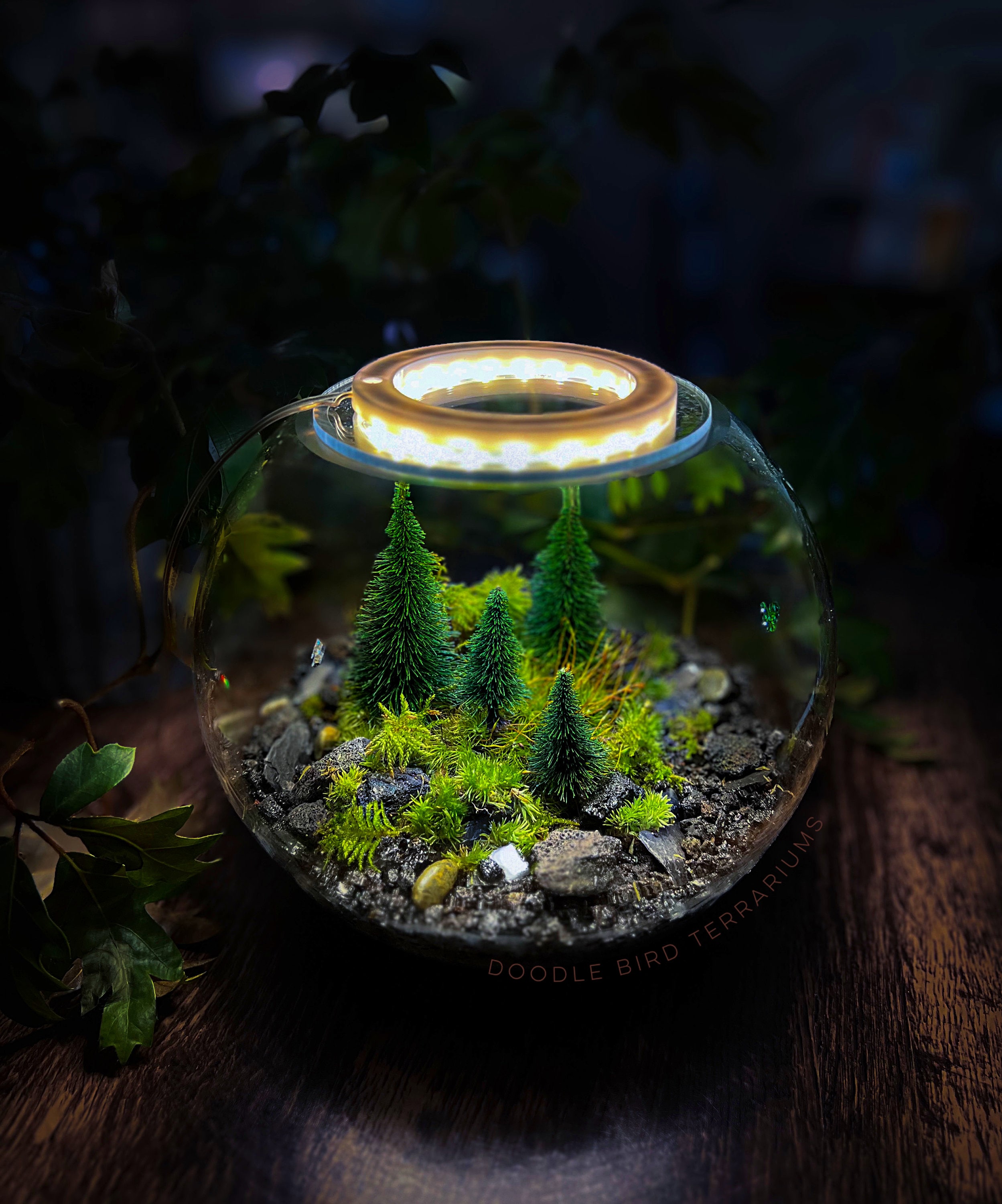 Evergreen Pine Knoll Plant Terrarium in Large Crystal Bowl