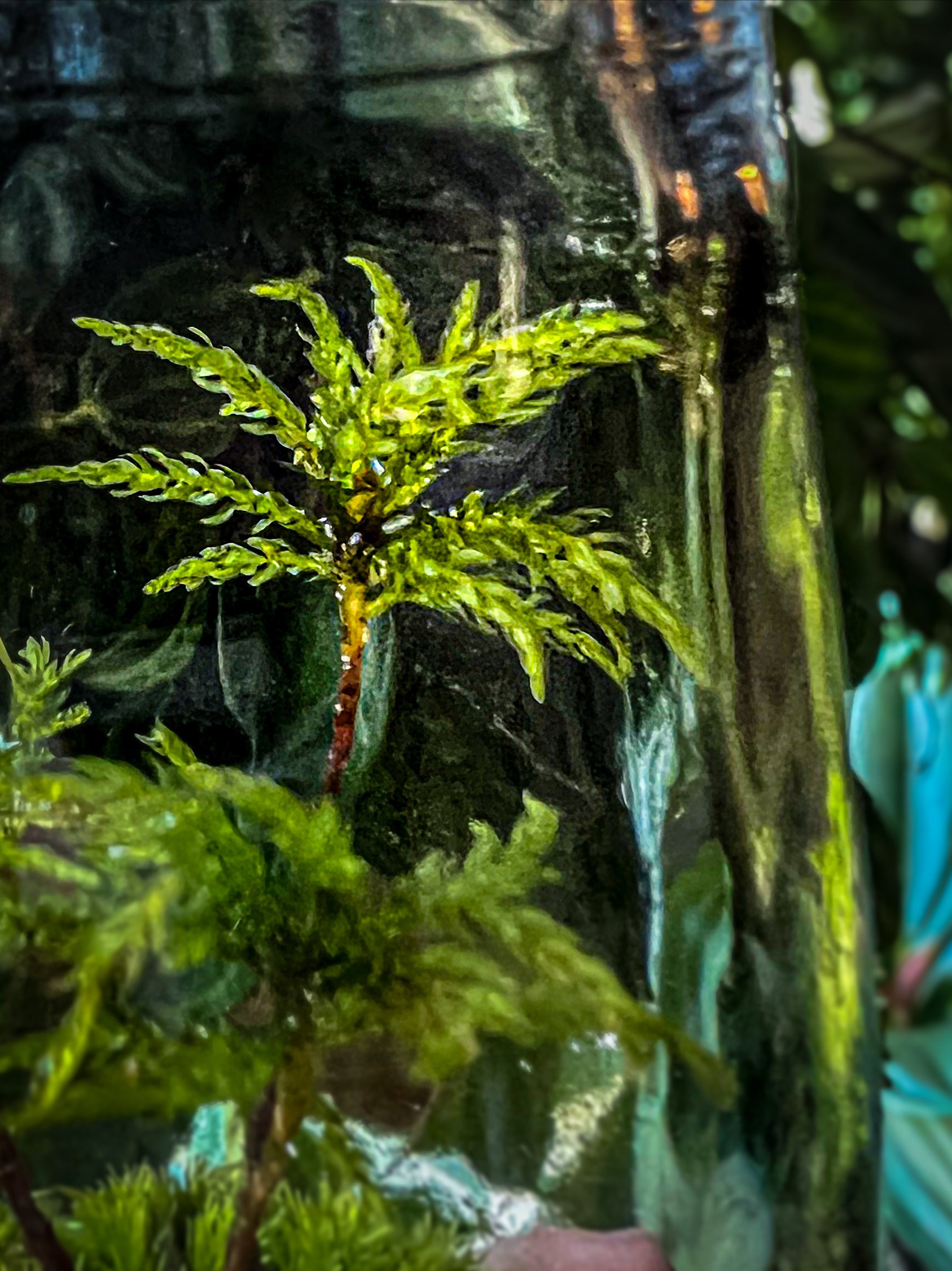 Tiny Palm Tree Terrarium Kit Live Moss Self Sustaining Ecosystem DIY