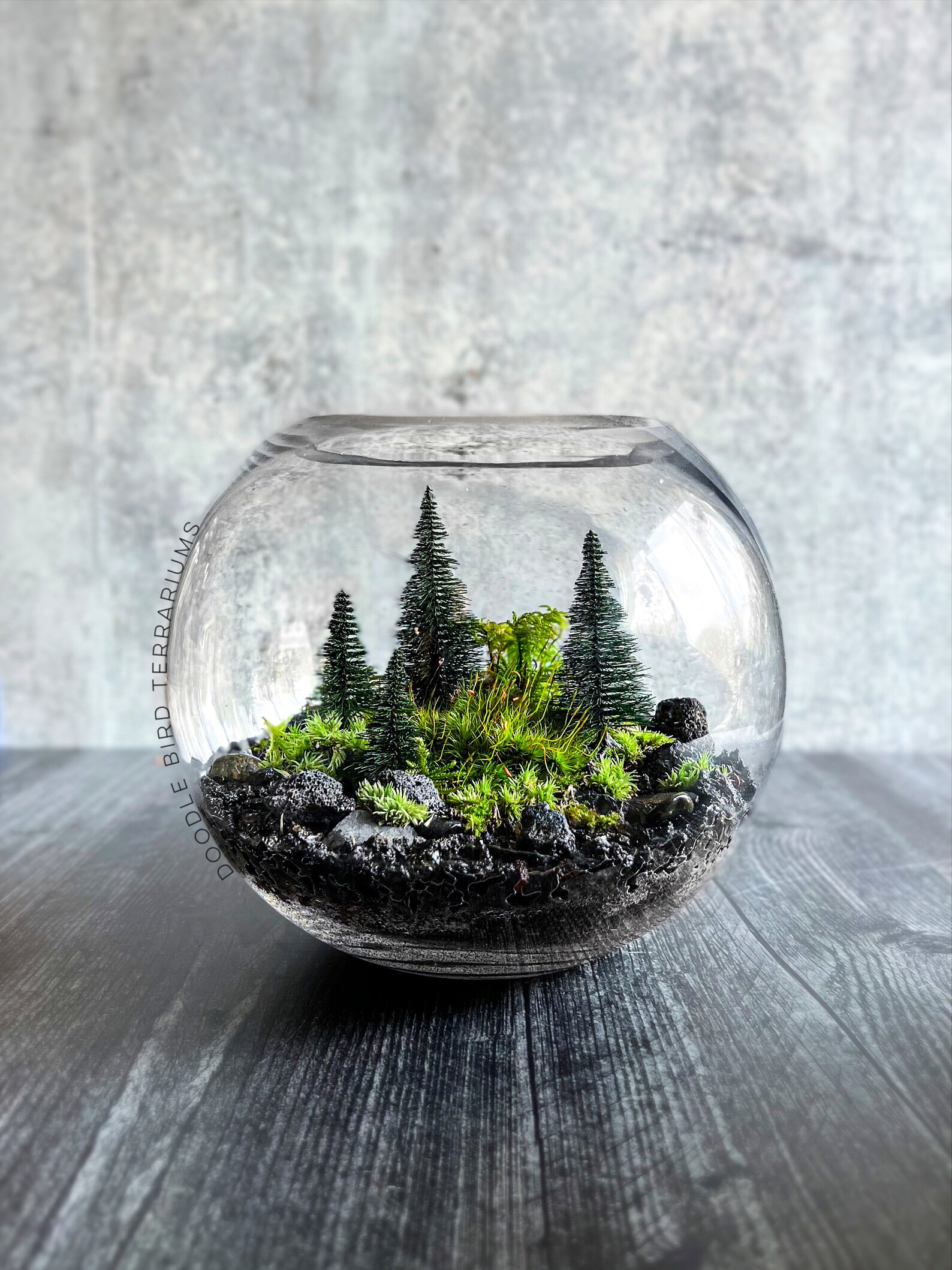 Pine Island Terrarium in Mini Glass Bowl - Etsy