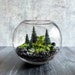 Pine Island Terrarium in Mini Glass Bowl - Etsy