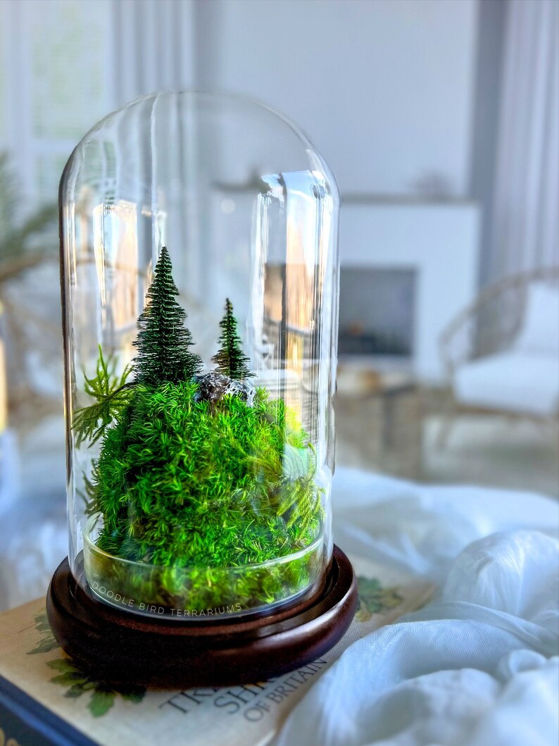Pine Tree Terrarium With Preserved Moss - No Care Required - Etsy