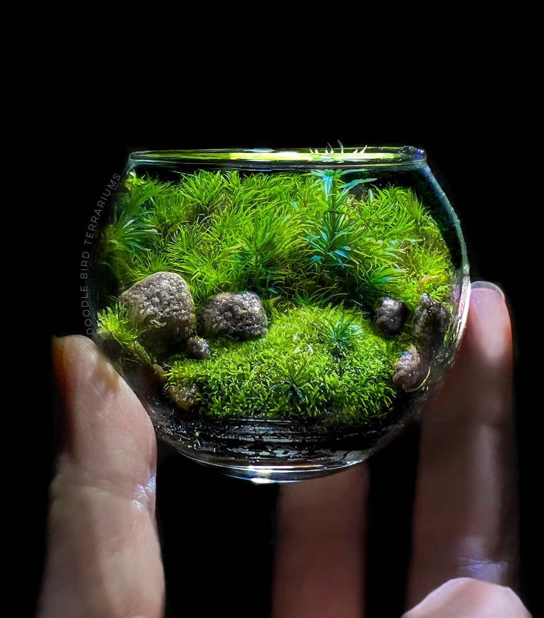 Pocket Garden: Tiny Eden Miniature Moss Terrarium Collectible - Etsy