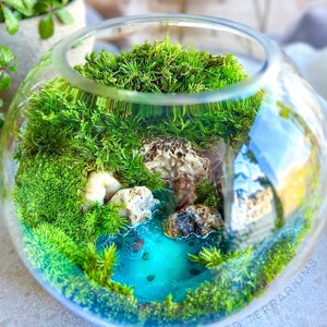 Island Oasis Terrarium With Live Plants - Etsy