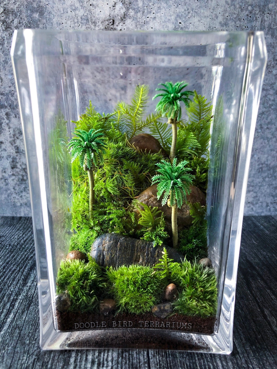 Mini Palm Trees for Terrariums, Fairy Gardens, Miniature Tropical Decor ...