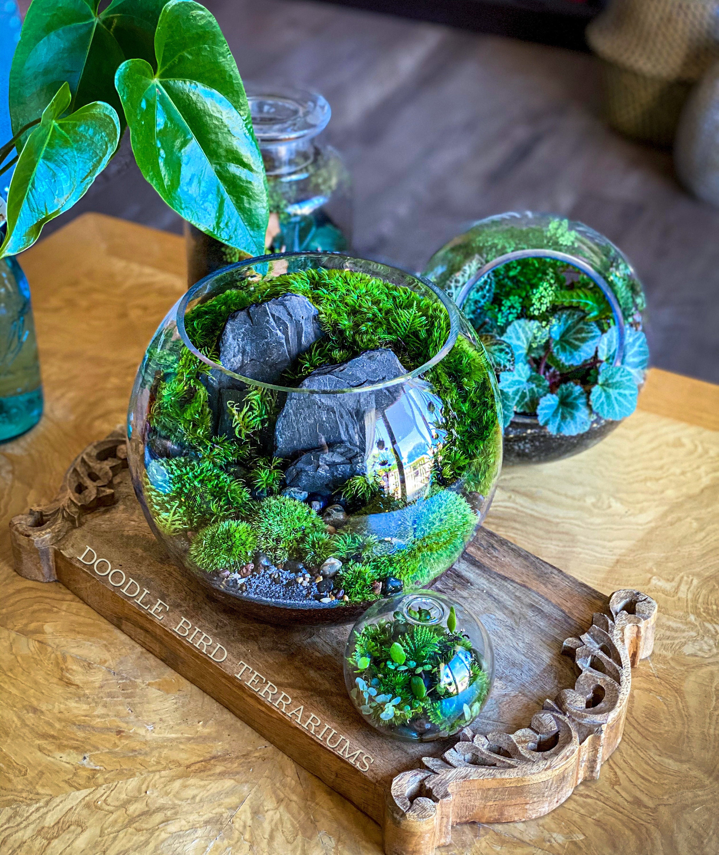 Organic Woodland Plant Terrarium with Mossy Green Landscape