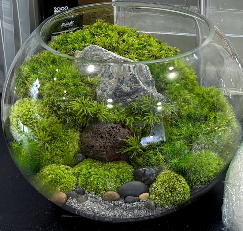 Live Moss Landscape Terrarium – Forest Garden in Decorative Glass Bowl ...