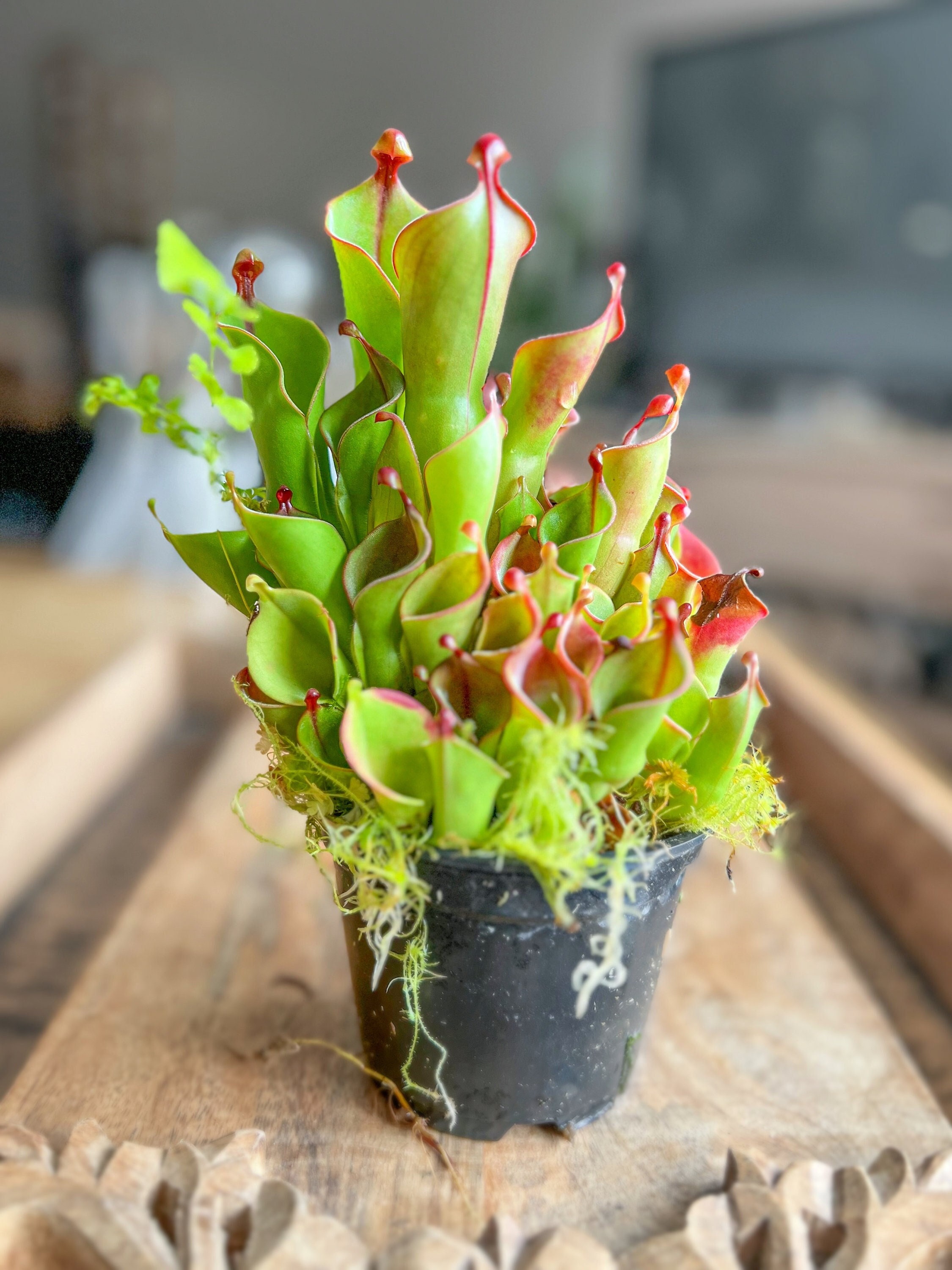 Heliamphora Carnivorous Pitcher Plant heterodoxa x minor