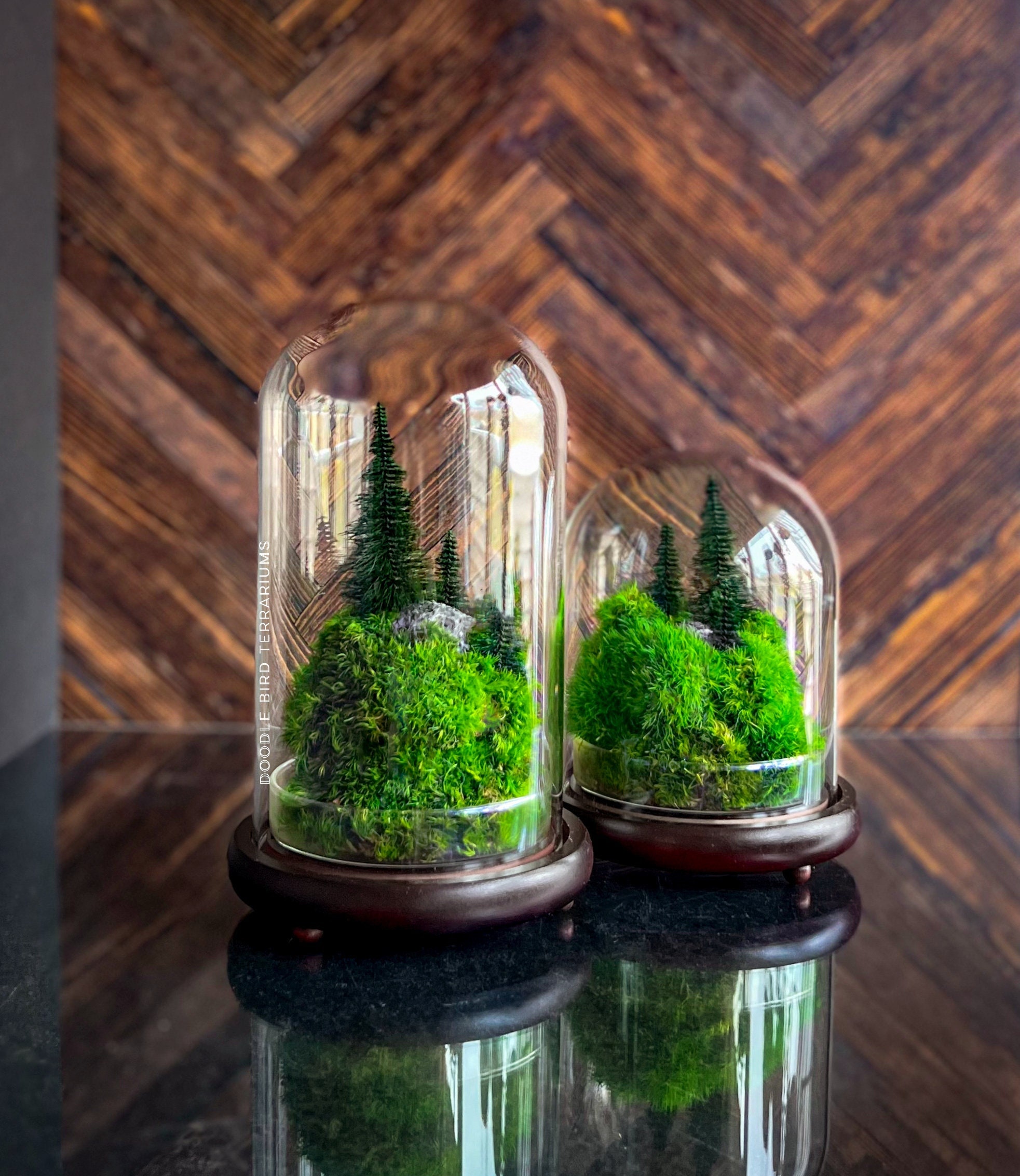 Pine Tree Terrarium with Preserved Moss - No Care Required