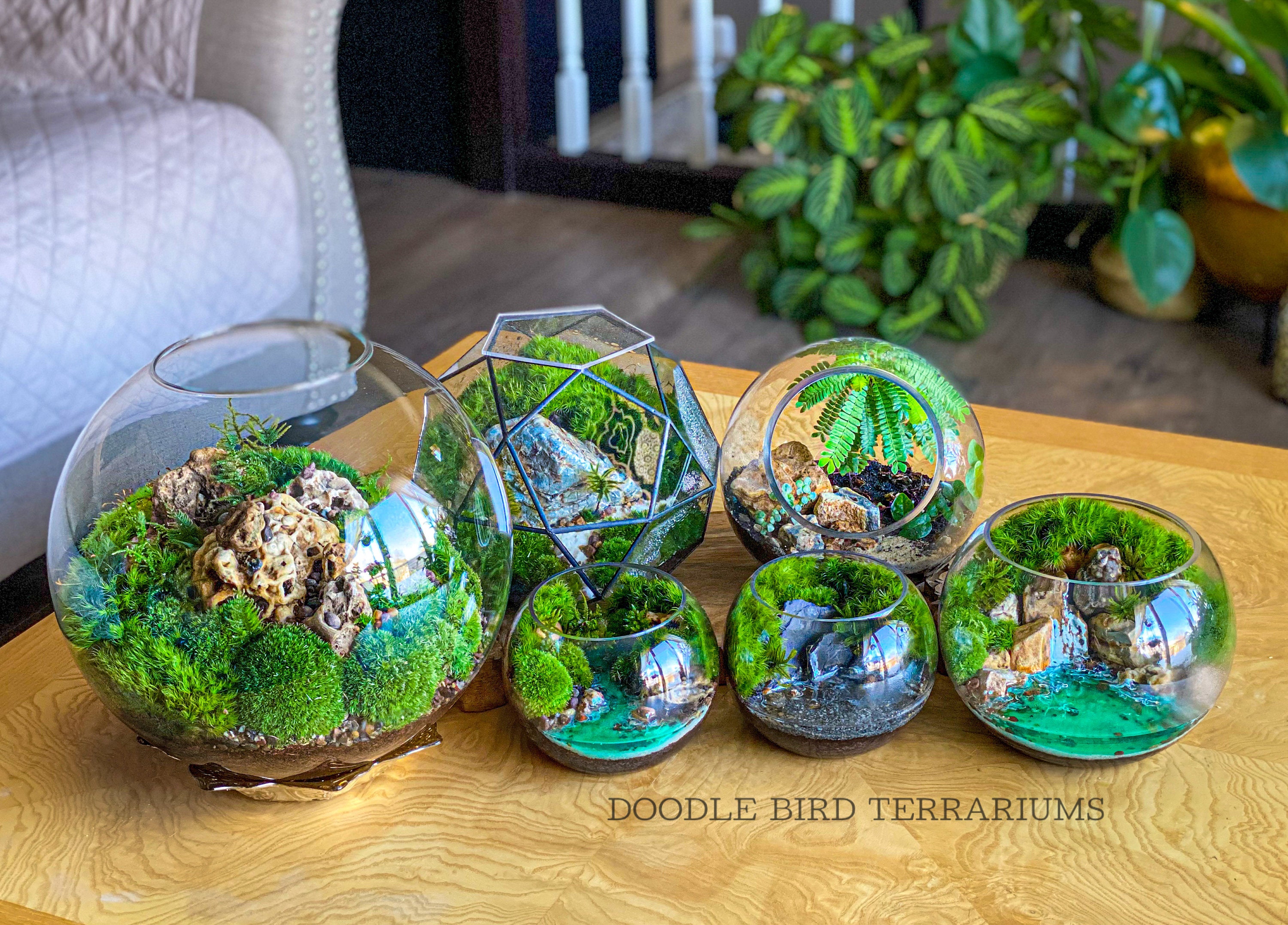Ocean Cove Terrarium with Live Plants