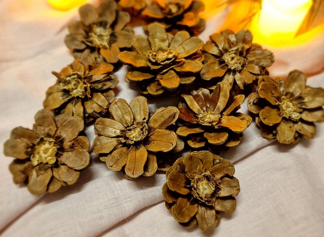 Pine Cone Flowers Pine Cone Daisy Flowers Pine Cone Zinnia Zinnia Pine ...