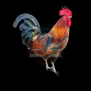 Watercolor Chicken Svg Hen Clipart and Craft Files, Sublimation Design ...