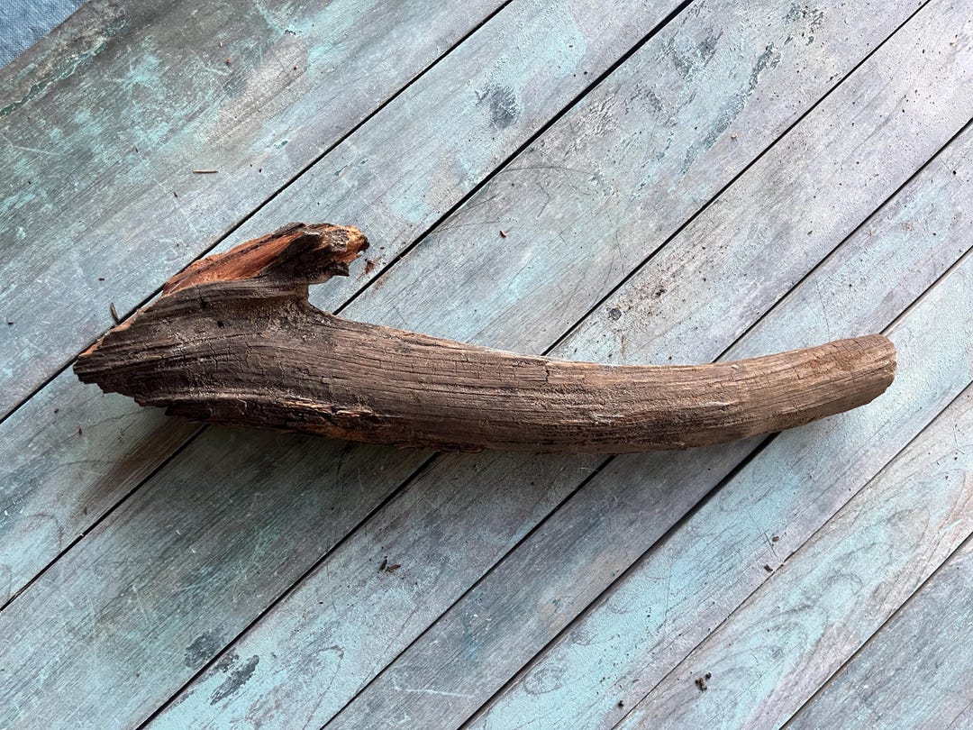 Fatwood Lighter Branch Lightning Struck Southern Slash Pine Tree ...