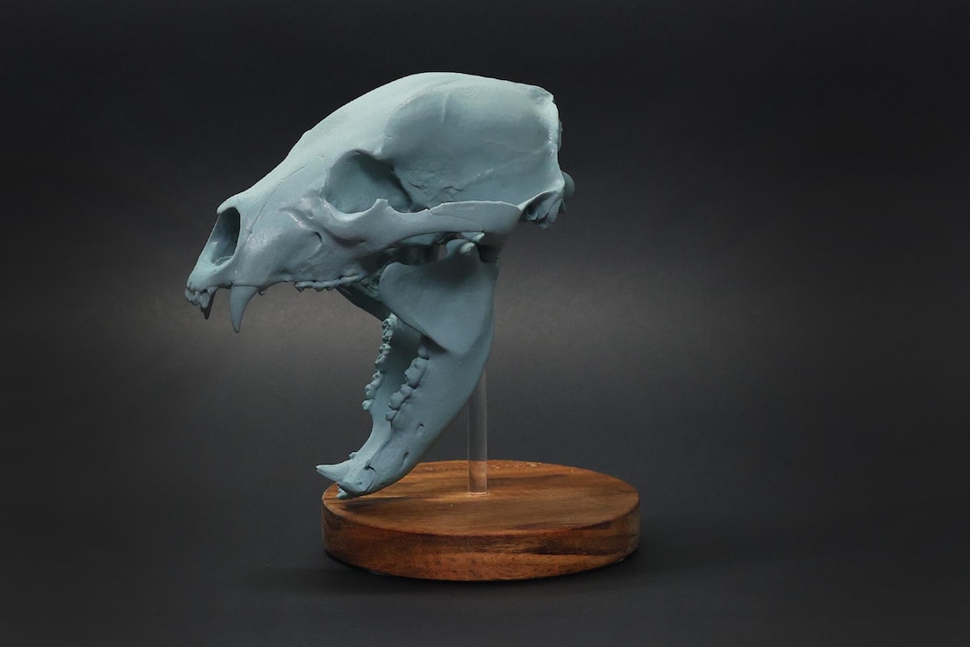 Realistic American Black Bear Replica Skull With Detachable Plinth - Etsy