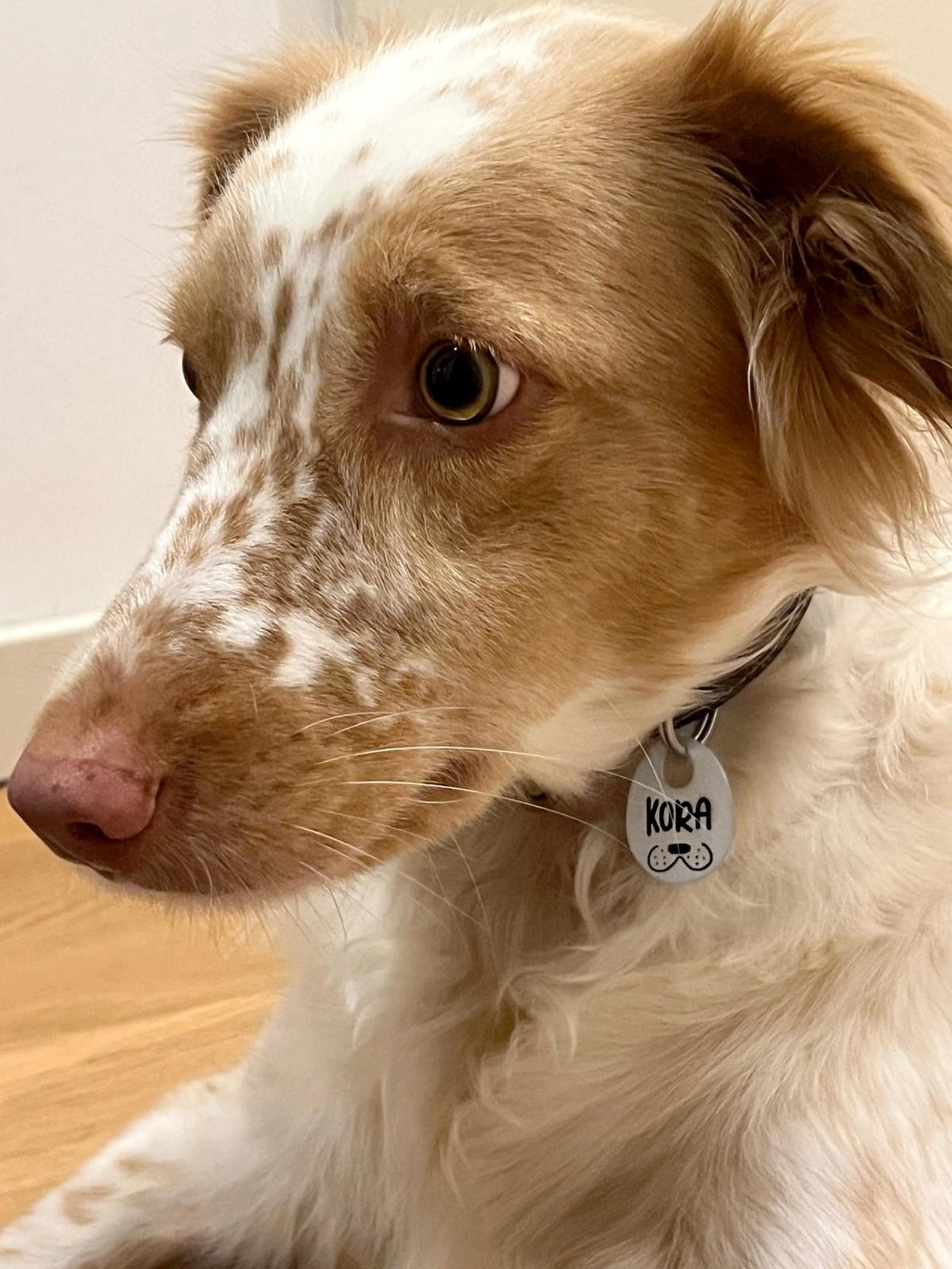 Personalized Pet ID Tag Custom Dog Tag Pet Identification Tag Pet Owner ...