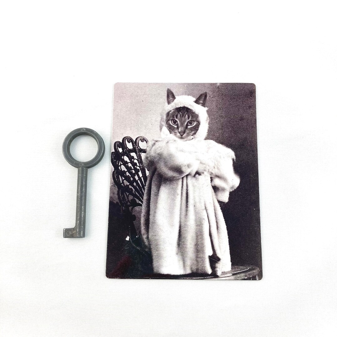Cat Magnet, Cat in Clothes Magnet - Etsy