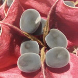 100 Drilled Mgambo Beads/ Mgambo Seeds. Stunning Velvet Textured Beads ...