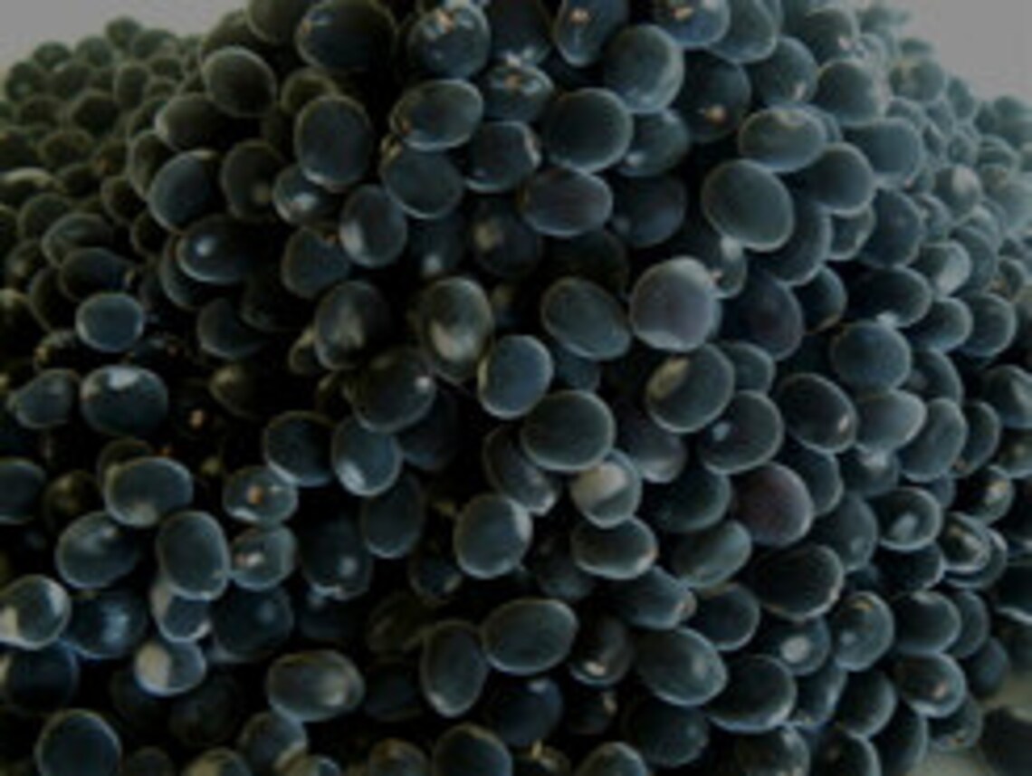 100 Drilled Mgambo Beads/ Mgambo Seeds. Stunning Velvet | Etsy