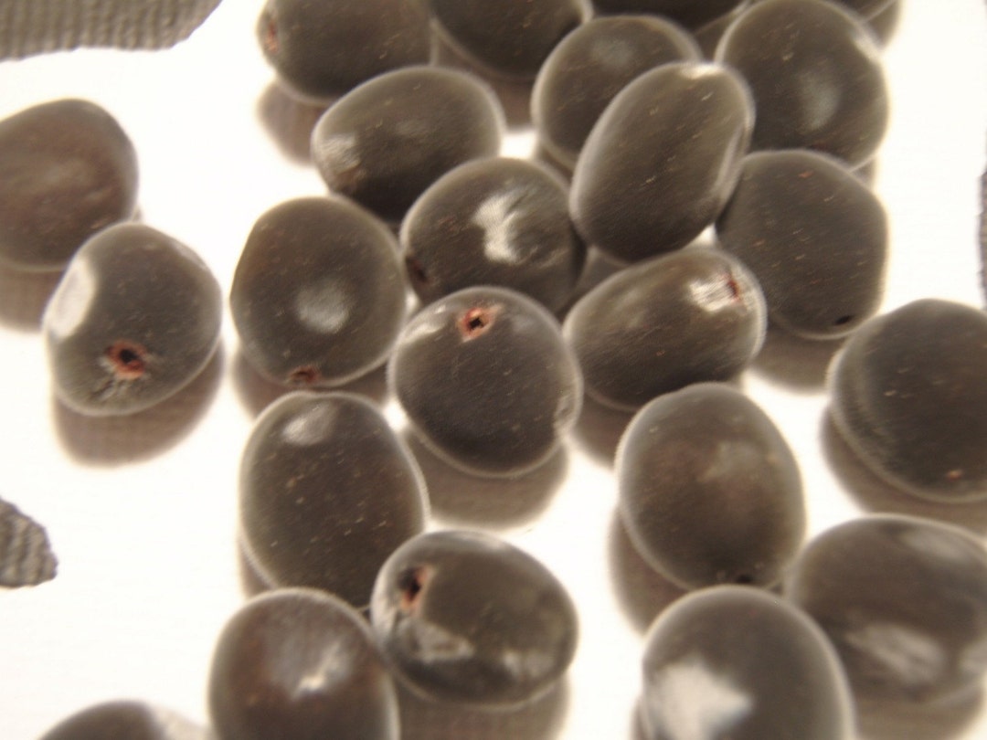 100 Drilled Mgambo Beads/ Mgambo Seeds. Stunning Velvet Textured Beads ...
