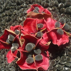 100 Drilled Mgambo Beads/ Mgambo Seeds. Stunning Velvet Textured Beads ...