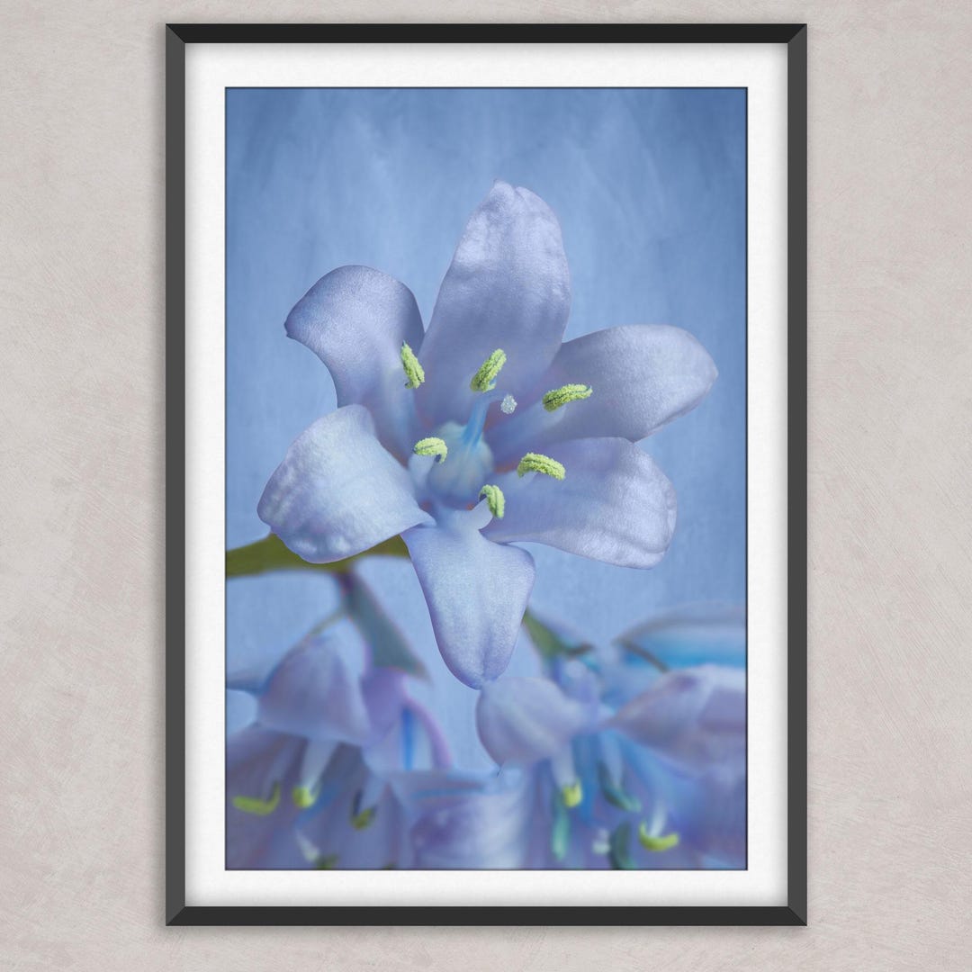 Bluebell Flower Photography Print, Botanical Wall Art - Etsy