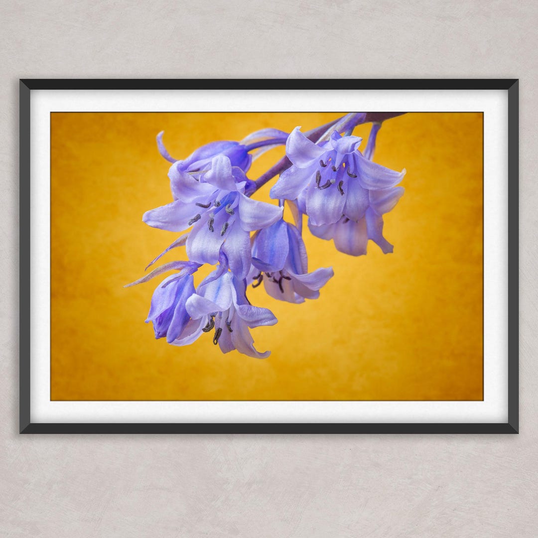 Bluebells Floral Photography Print, Vibrant Botanical Wall Art - Etsy
