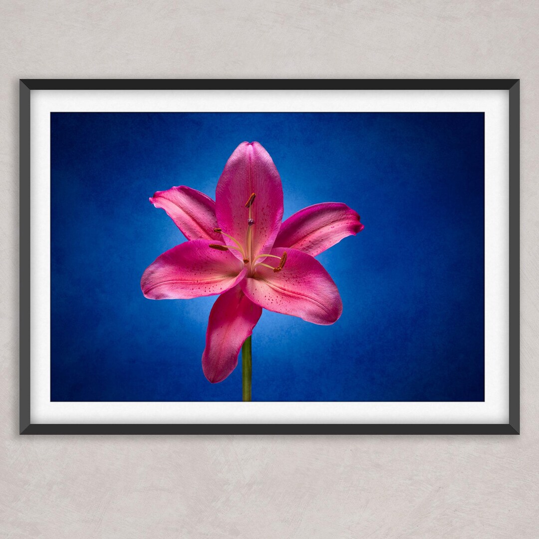 Dramatic Pink Lily Art Print, Cobalt Blue Floral Photography - Etsy