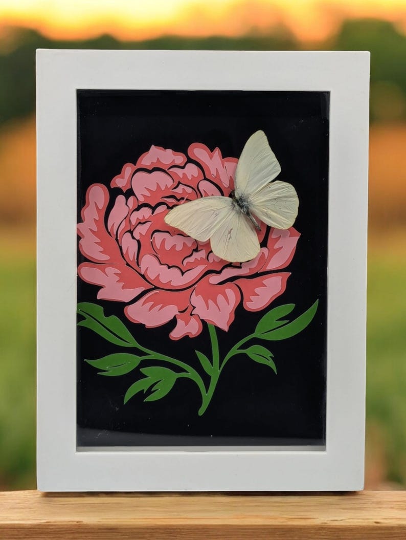 Common Albatross Butterfly Shadowbox Wall Decor - Etsy