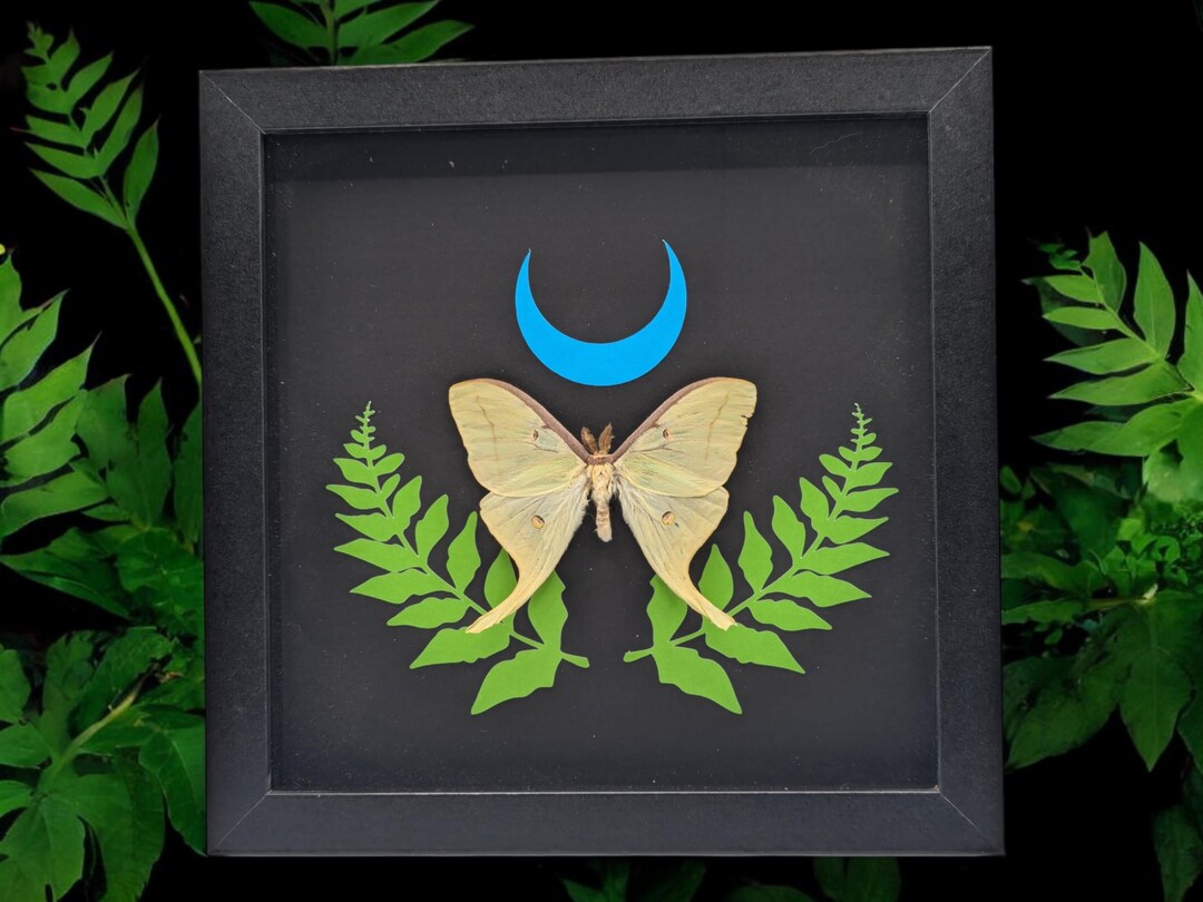 Luna Moth Shadow Box Wall Decor Taxidermy Art - Etsy