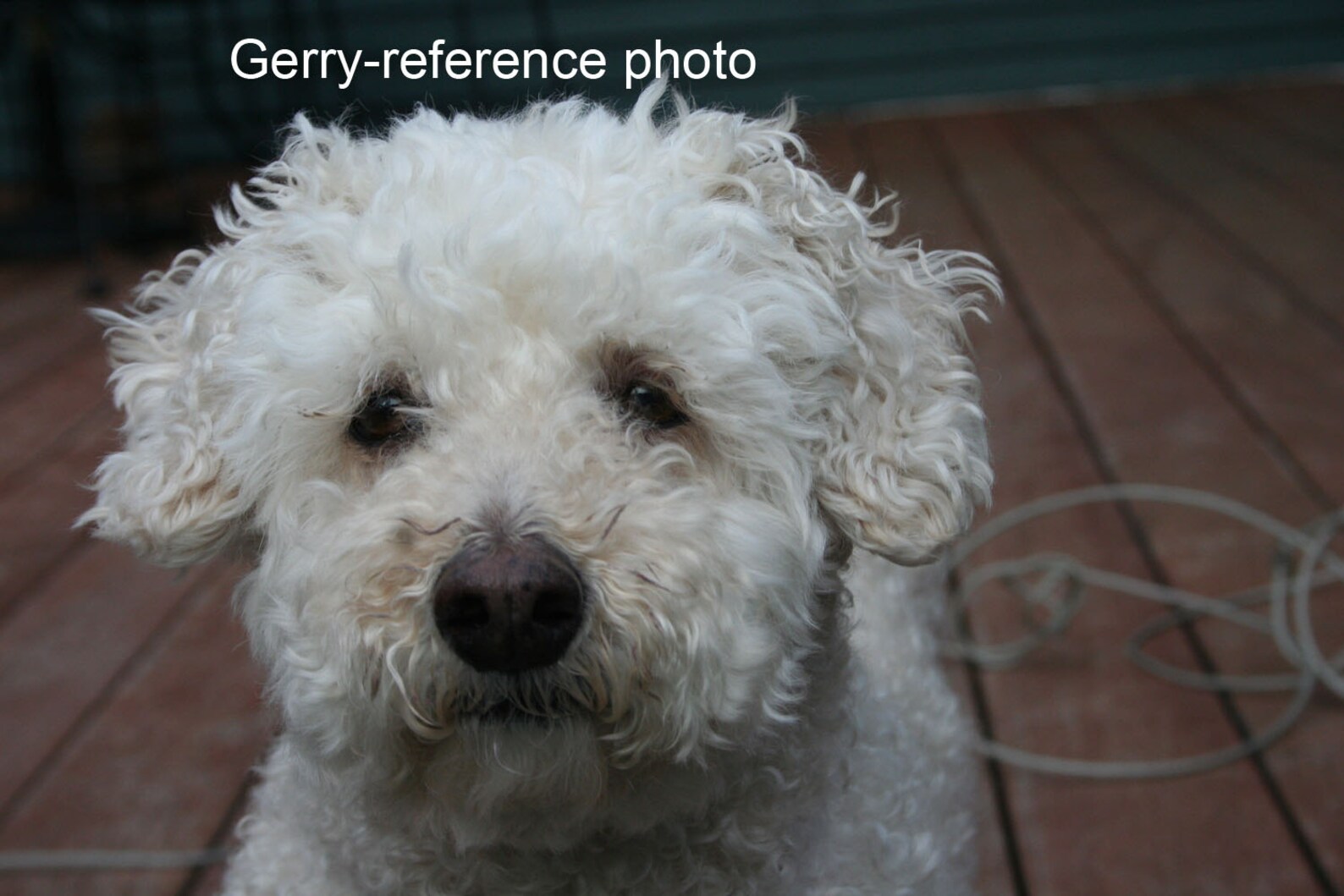 Minipoo Pet Portrait, CUSTOM Pet Portrait Oil Painting by Puci, 8x8" - Etsy