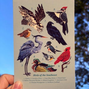 Birds of the Southeast Postcard - Etsy