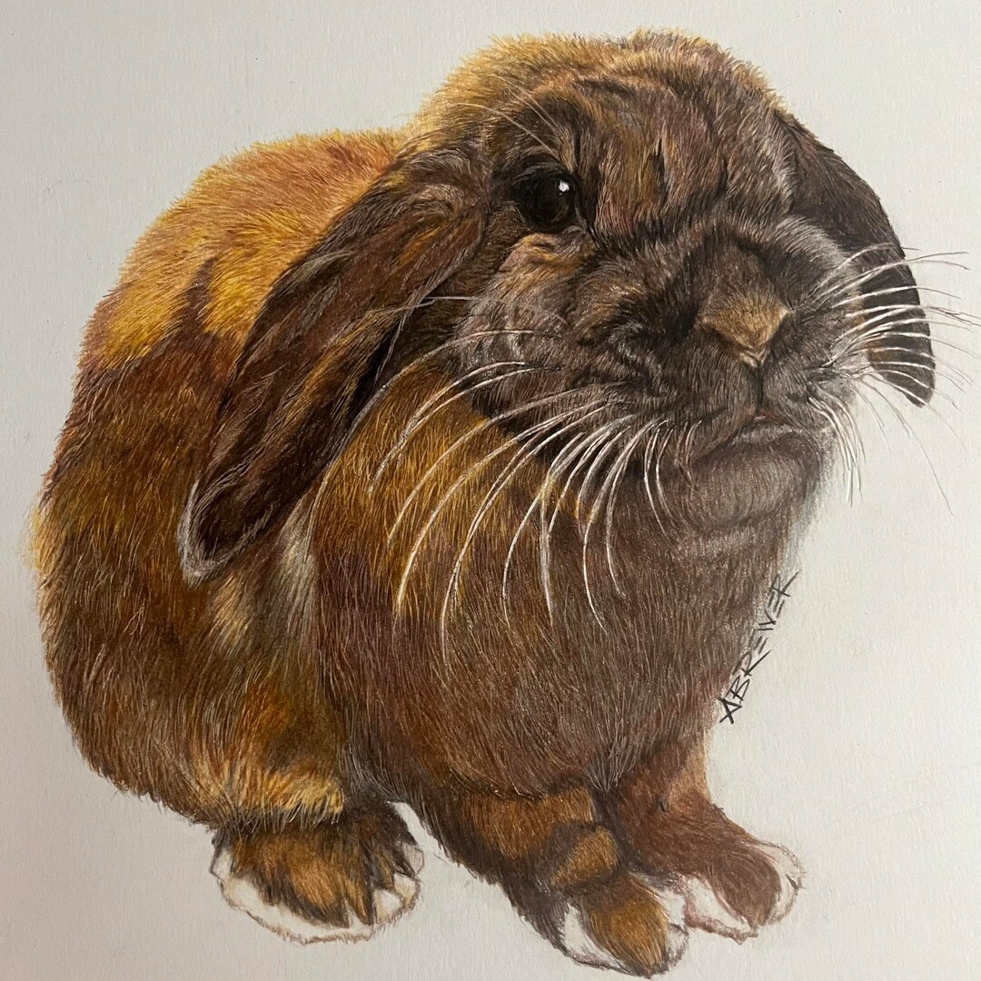 Mini Holland Lop Print - Etsy