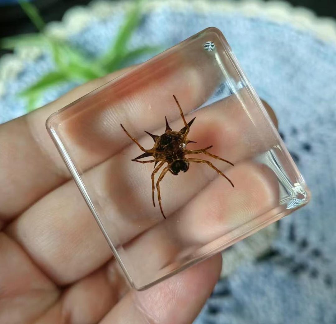 Get 1 Real Tarantula Spider Taxidermy, Goth Punk Insect Animal in Resin ...