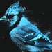 Fantasy Ink Blue Jay Silhouette - Etsy