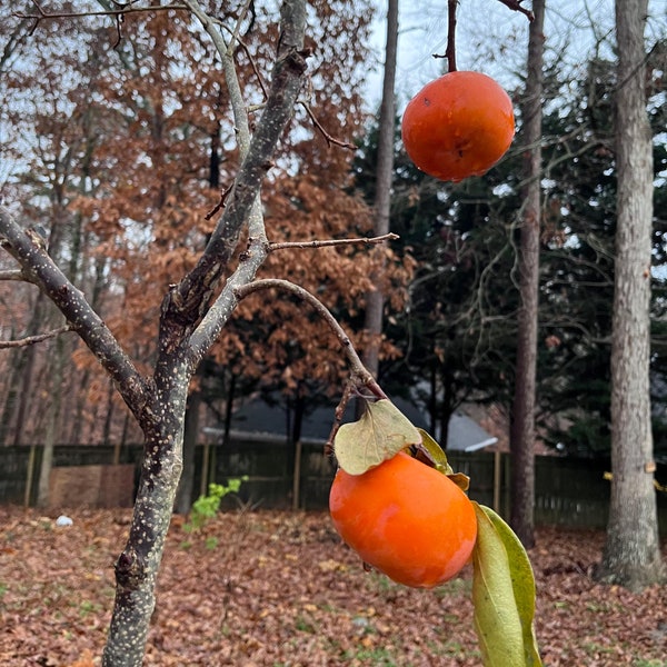 Giant Fuyu Persimmon Tree - Etsy